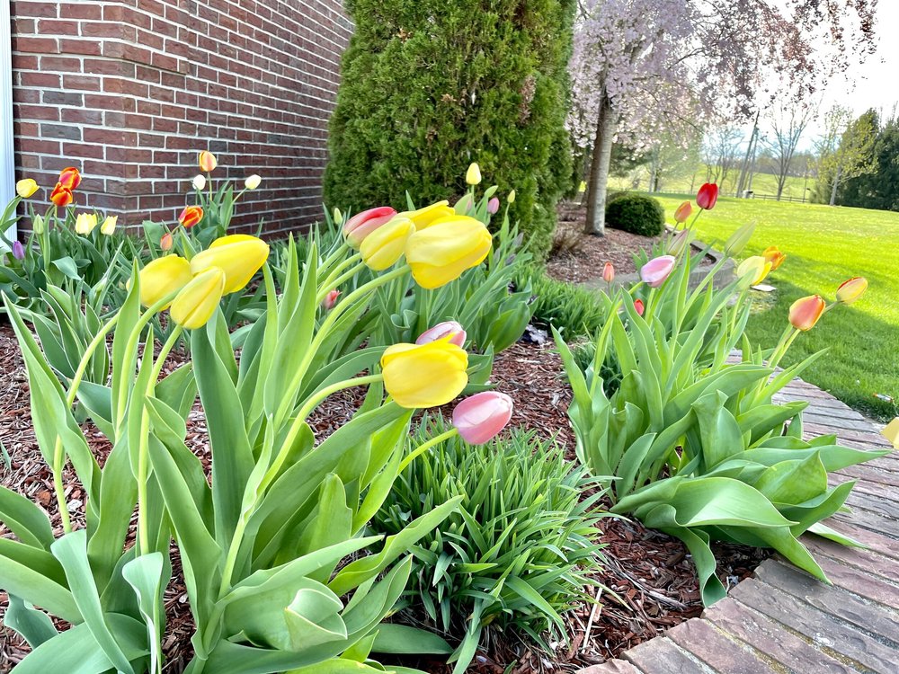 Ministries — Tulip Church of God