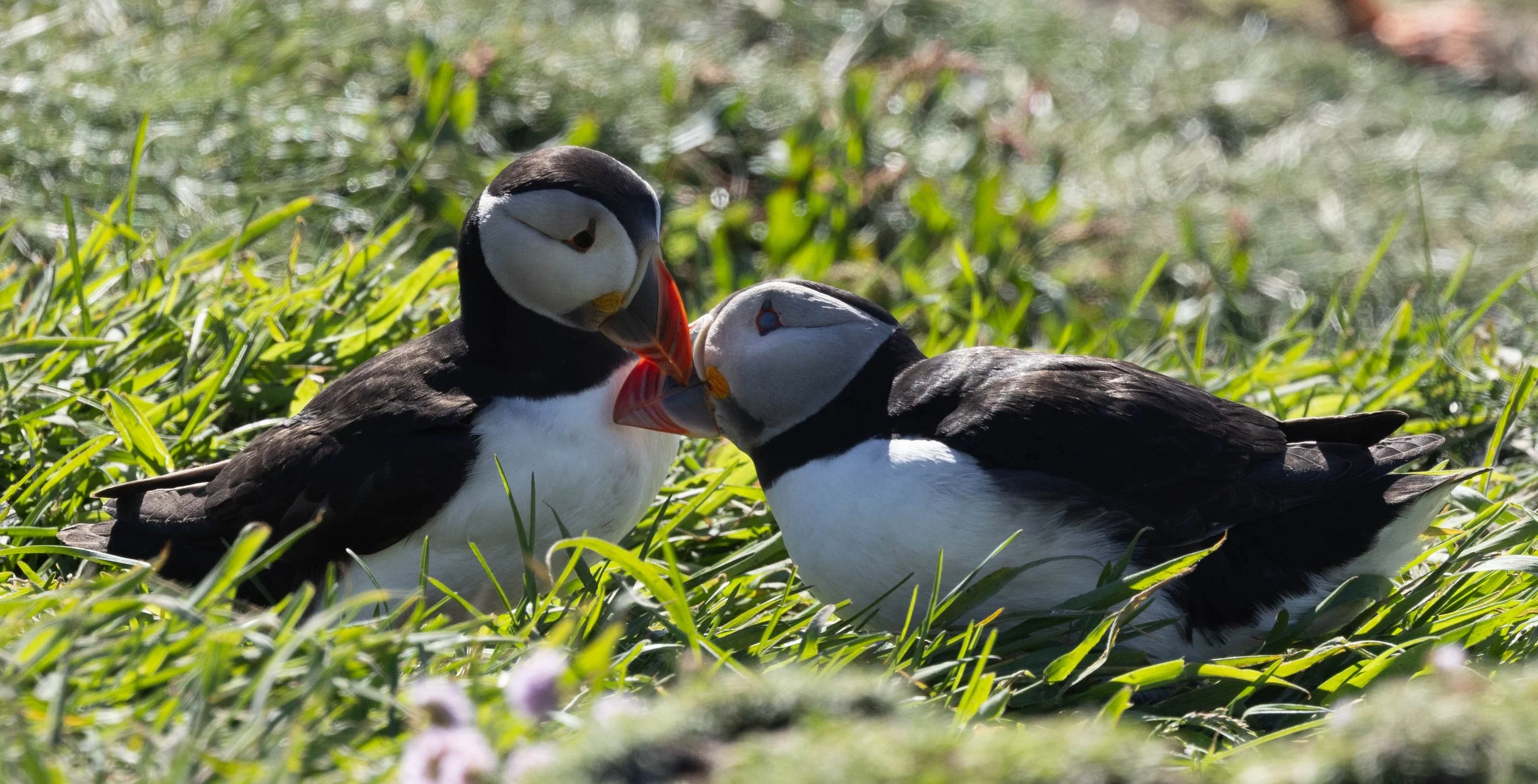 Isle of Mull Chapter Five — Adam and Mark Wildlife Photography