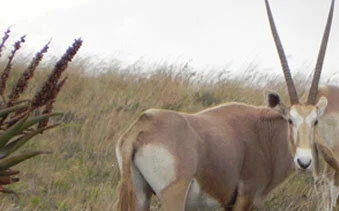 Golden Oryx Hunting | Unique Trophy Experiences | Side by Side Safaris