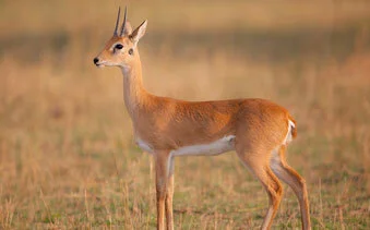 Oribi | Side by Side Safaris | Side by Side Safaris