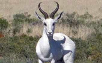 White Springbuck
