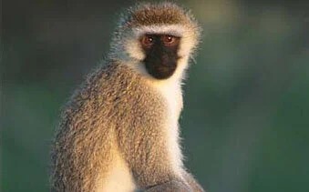 Vervet Monkey | Side by Side Safaris | Side by Side Safaris