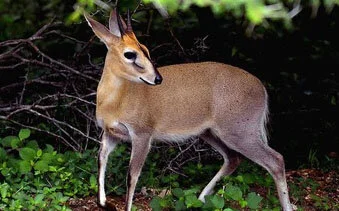 6-Star Huntable Game — Side by Side Safaris