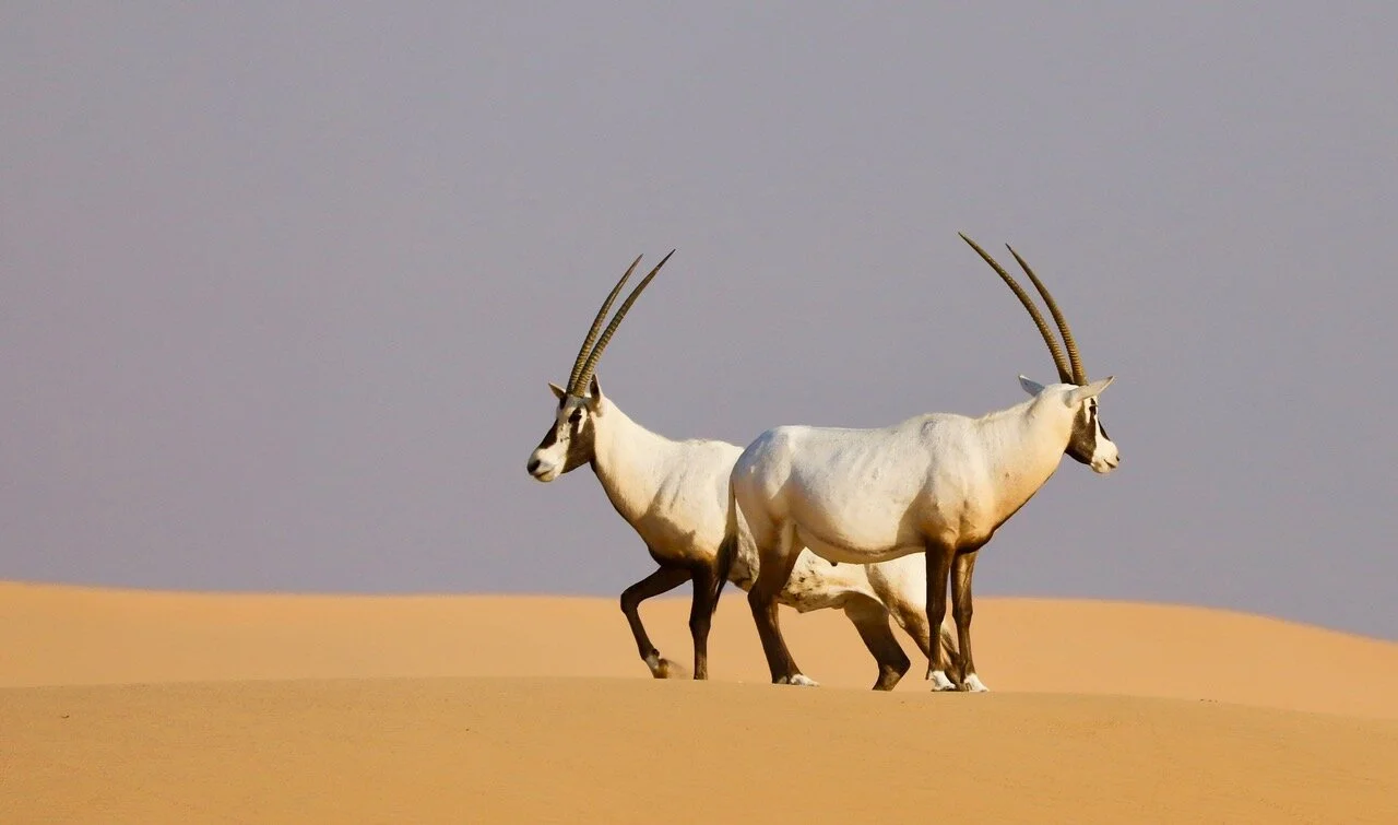 Trophy Hunting in Abu Dhabi | Side by Side Safaris