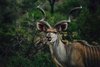 The Ultimate Guide to Kudus: Eastern Cape, Greater, and Lesser Kudu ...