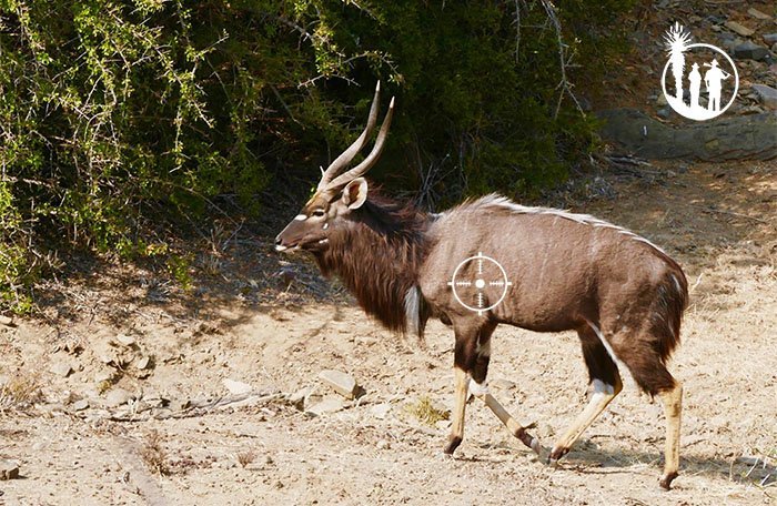 Nyala | Side by Side Safaris | Side by Side Safaris