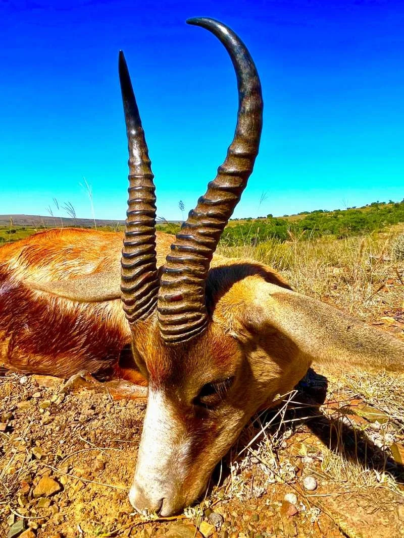 Copper Springbok | Side by Side Safaris | Side by Side Safaris