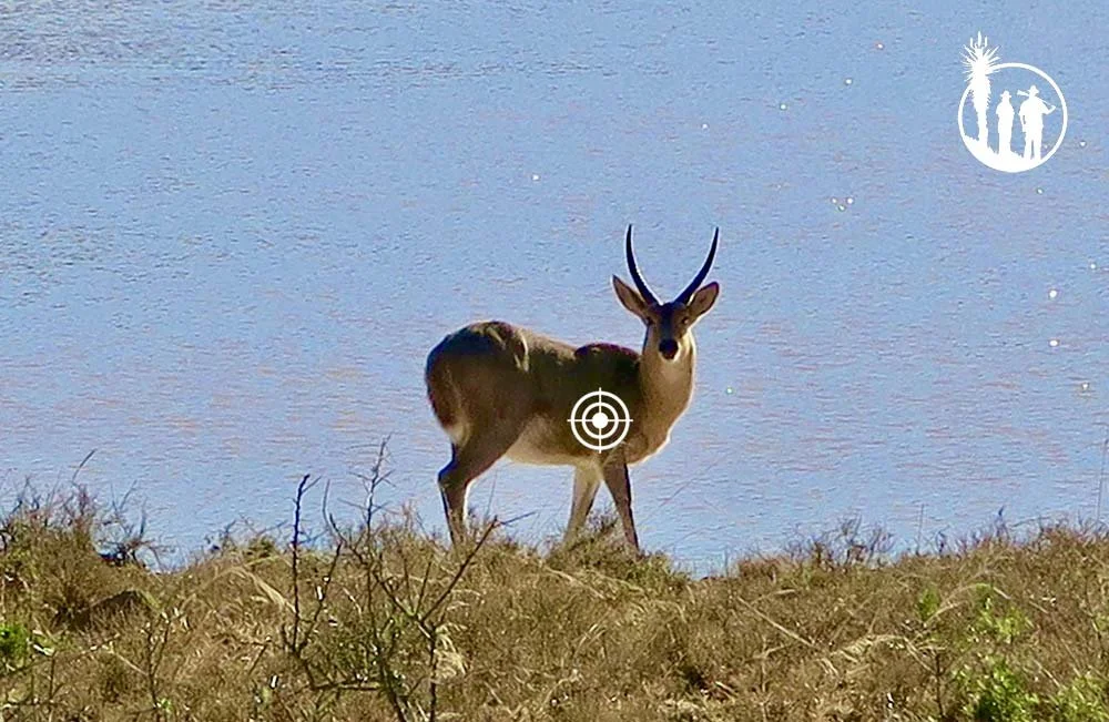 Common Reedbuck | Side by Side Safaris | Side by Side Safaris