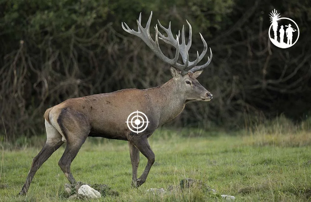 Red Stag | Side by Side Safaris | Side by Side Safaris