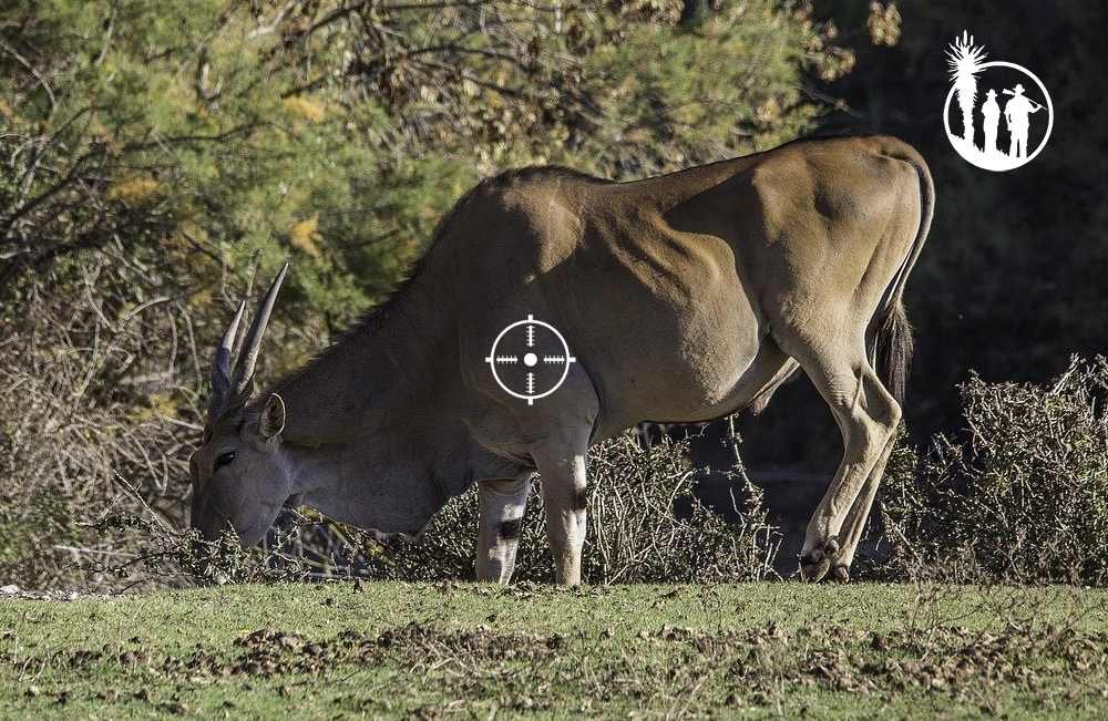 Cape Eland | Side by Side Safaris | Side by Side Safaris