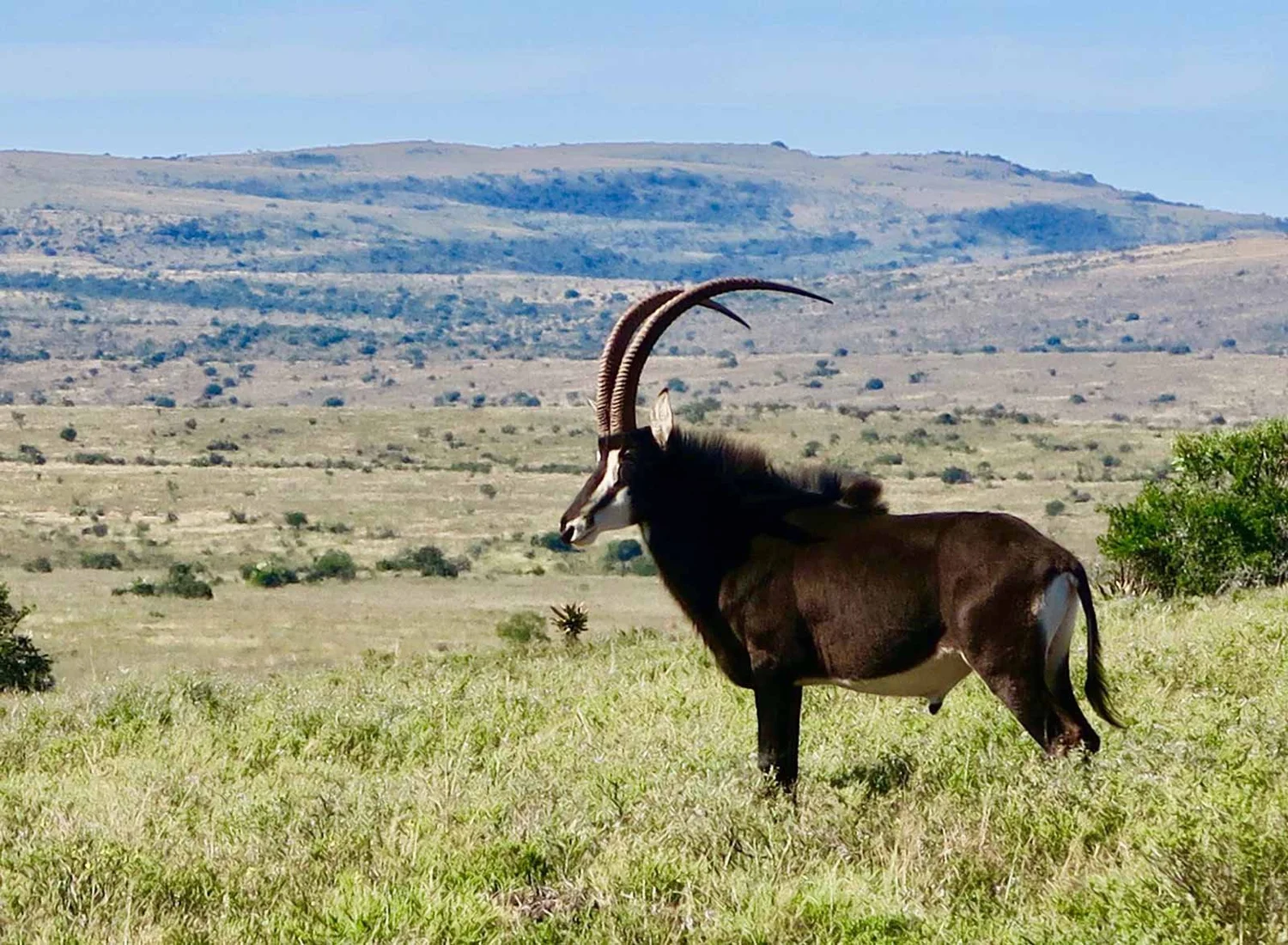 Sable Antelope Hunting | Top-Tier Experience | Side by Side Safaris