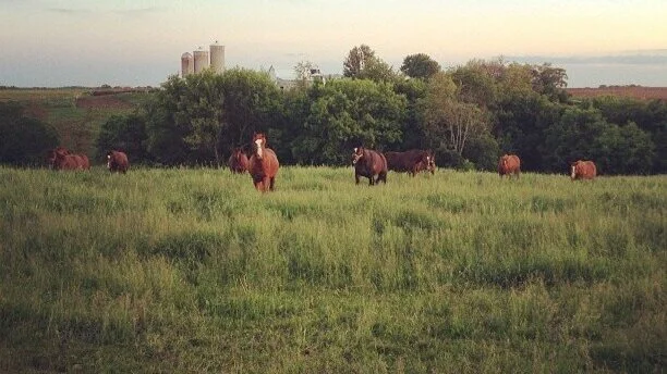Bluff Country Equine