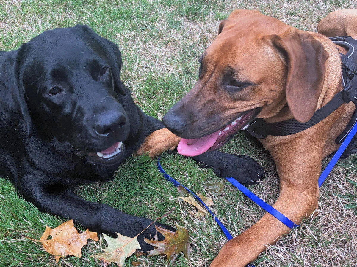 HANDLING ADOLESCENCE — Wonder Puppy