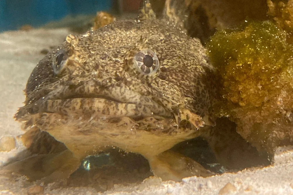 Aquarium Room — Ocean City Life-Saving Station Museum
