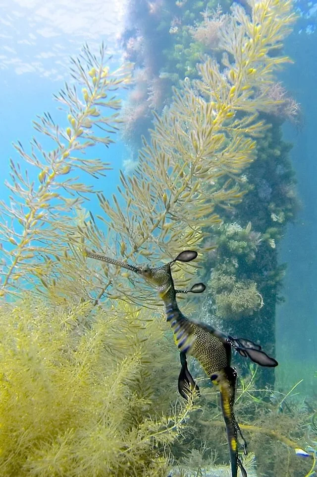 Australian Society for Fish Biology