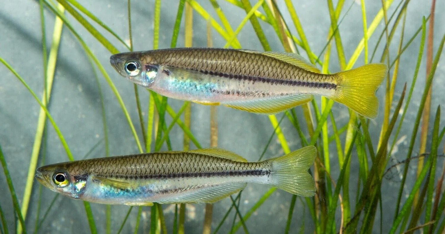 Taking stock of Australia's most threatened fishes — Australian Society ...