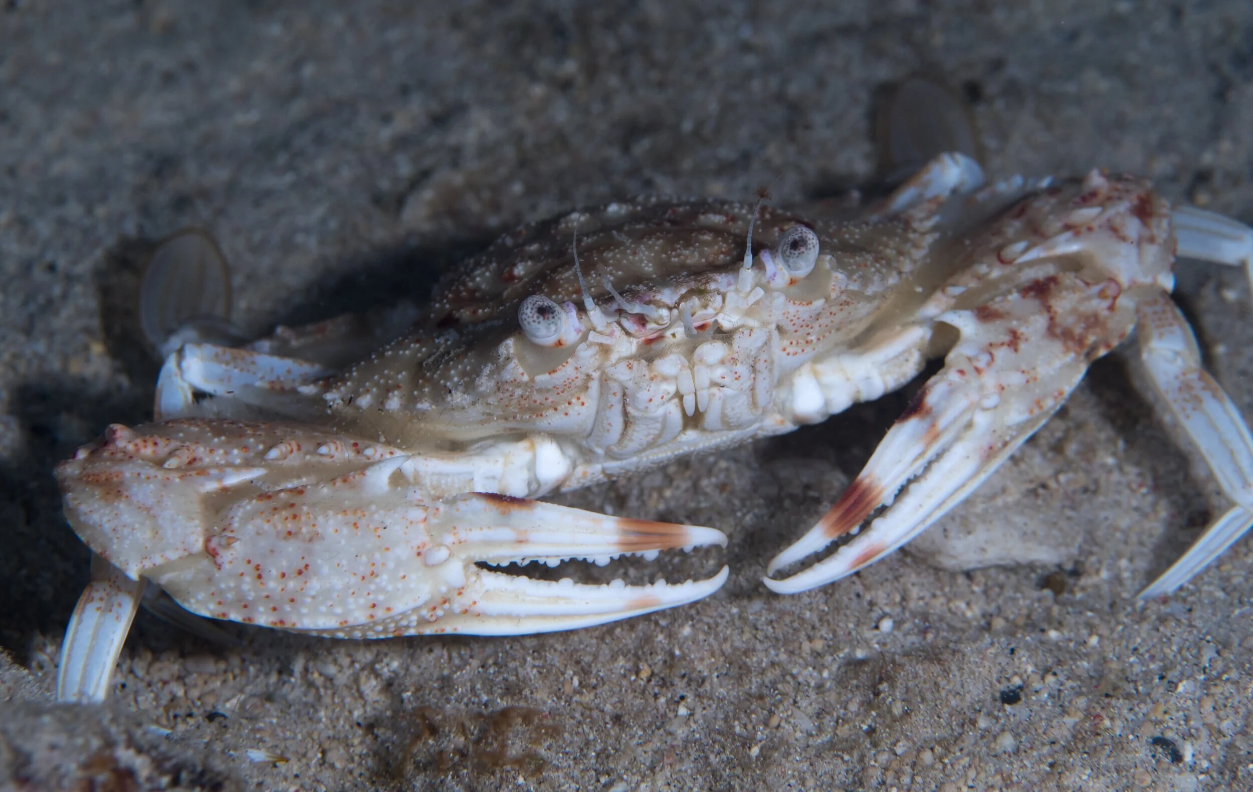 How climate change is affecting marine ecosystems — Australian Society ...