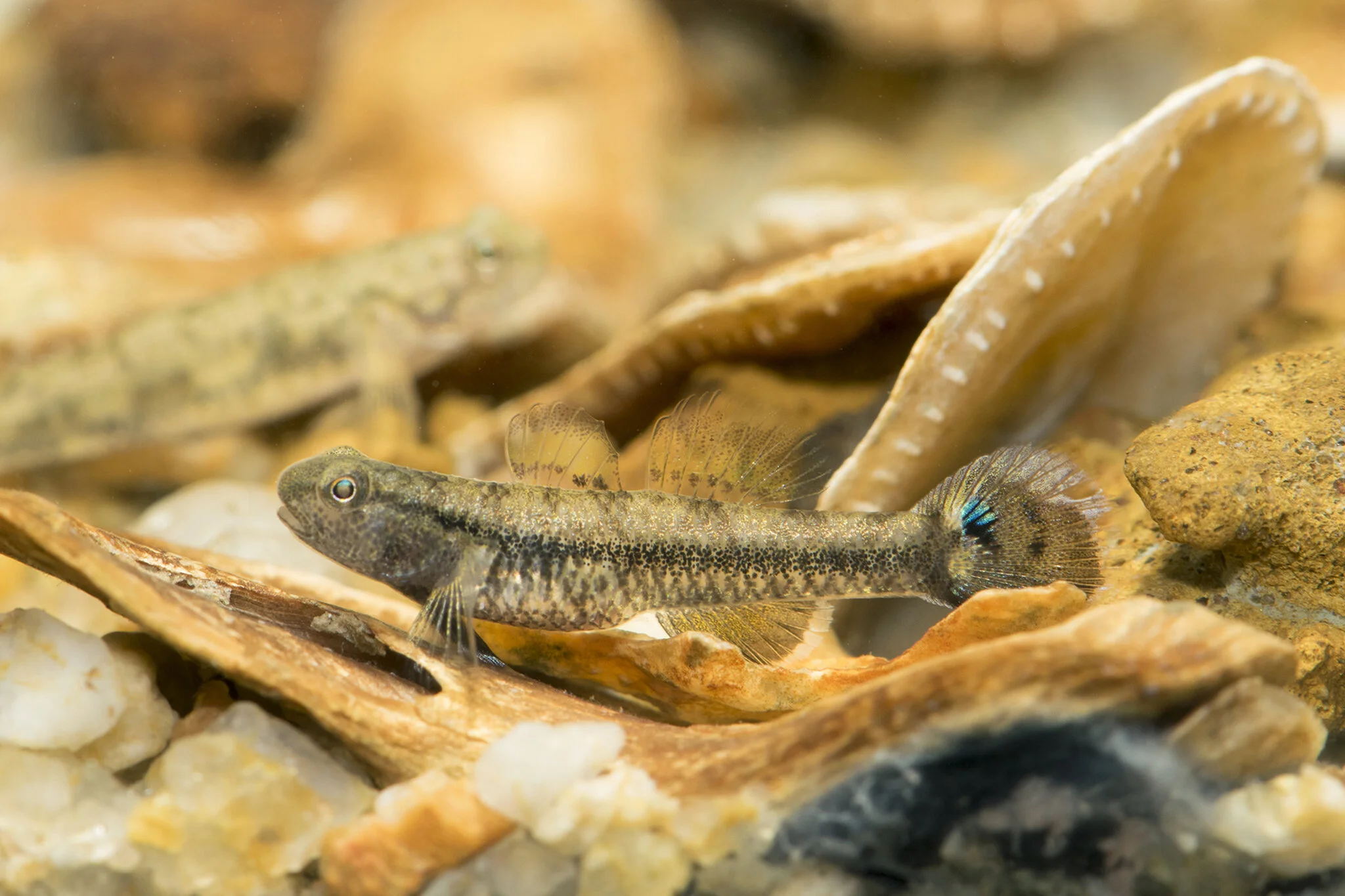 Meet the gobies — Australian Society for Fish Biology