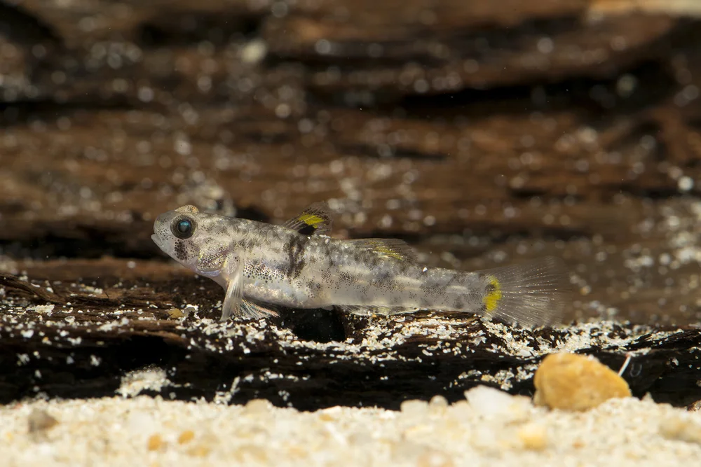 Meet the gobies — Australian Society for Fish Biology