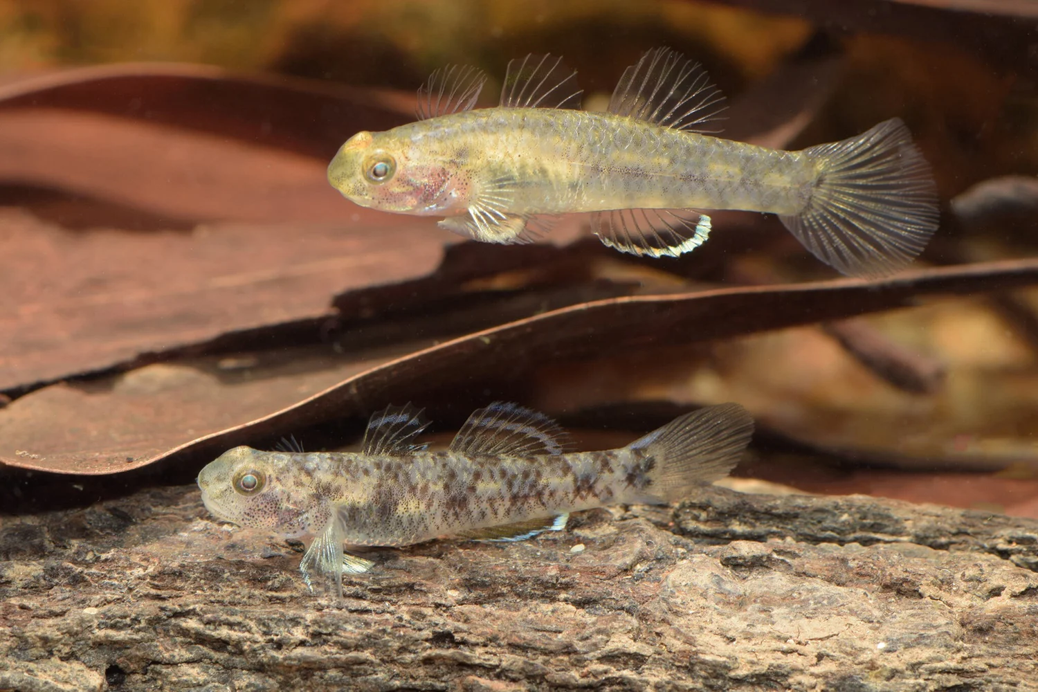 Meet the gobies — Australian Society for Fish Biology