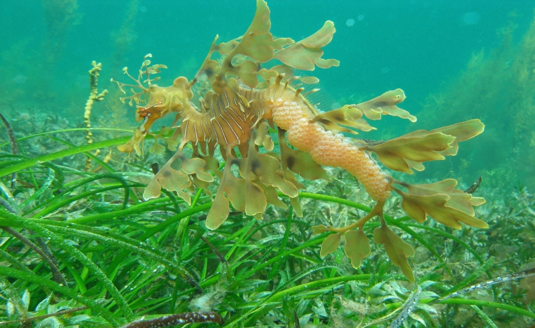 On the line with Rod Connolly — Australian Society for Fish Biology