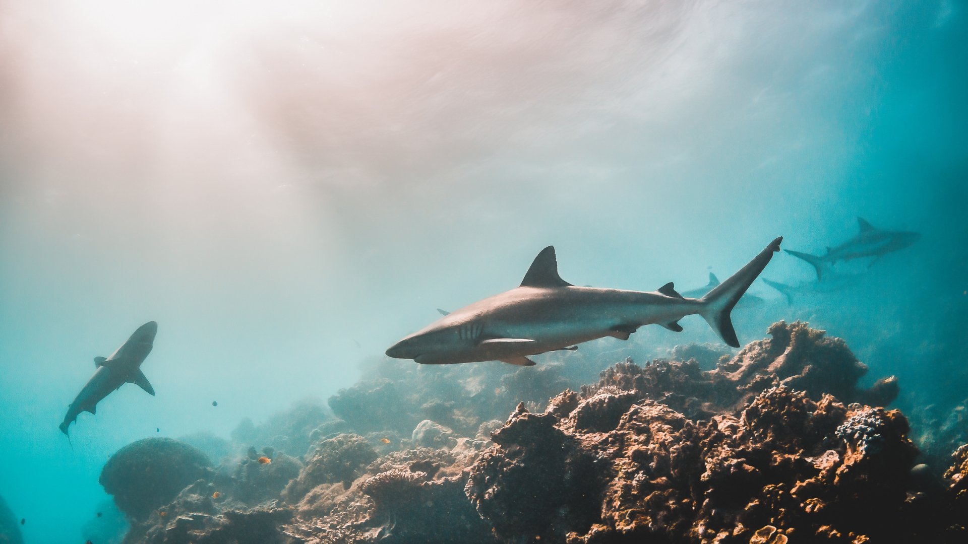 On the line with… Emily Lester — Australian Society for Fish Biology