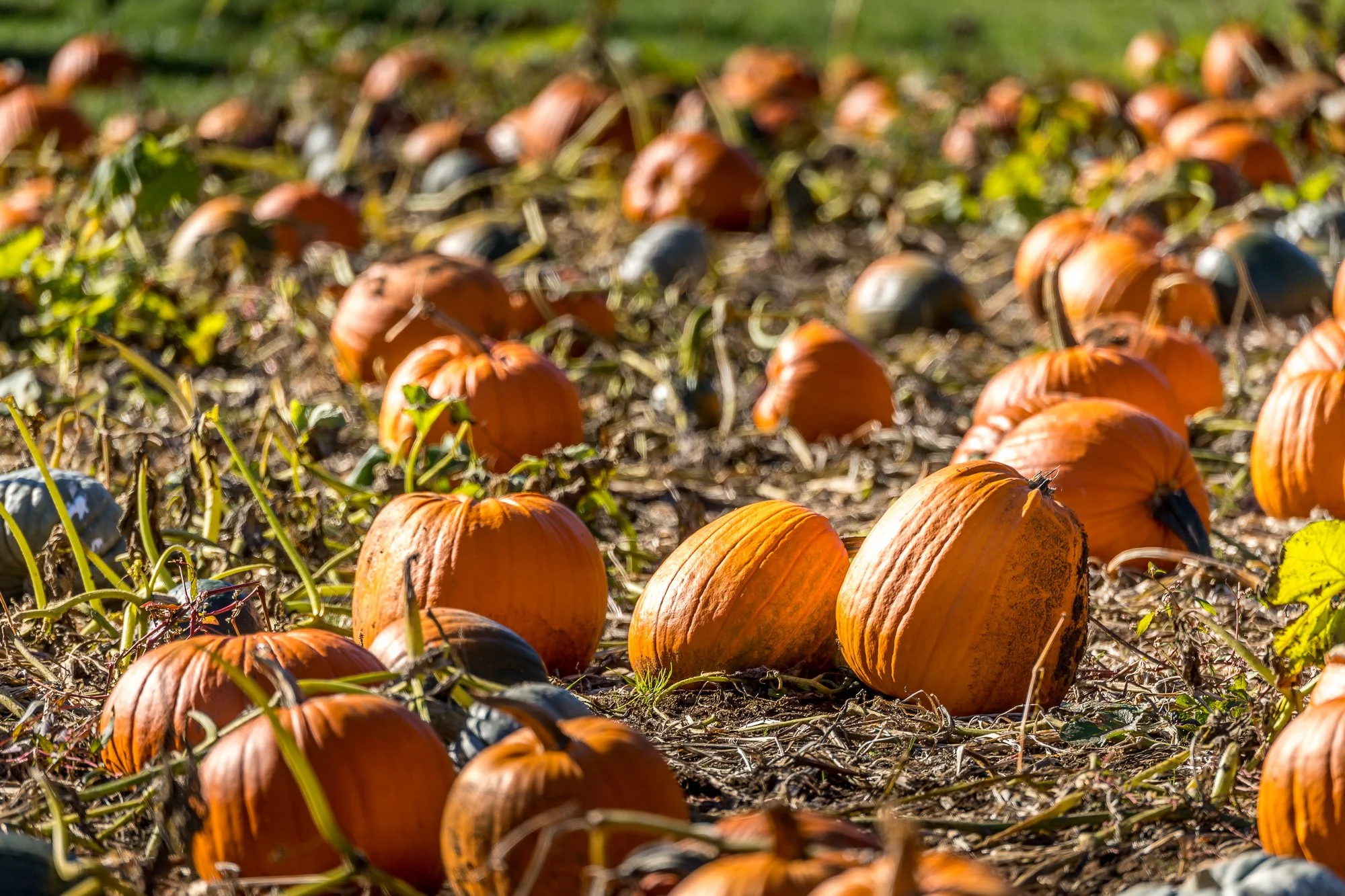A patch work solution — Oregon Coast TODAY