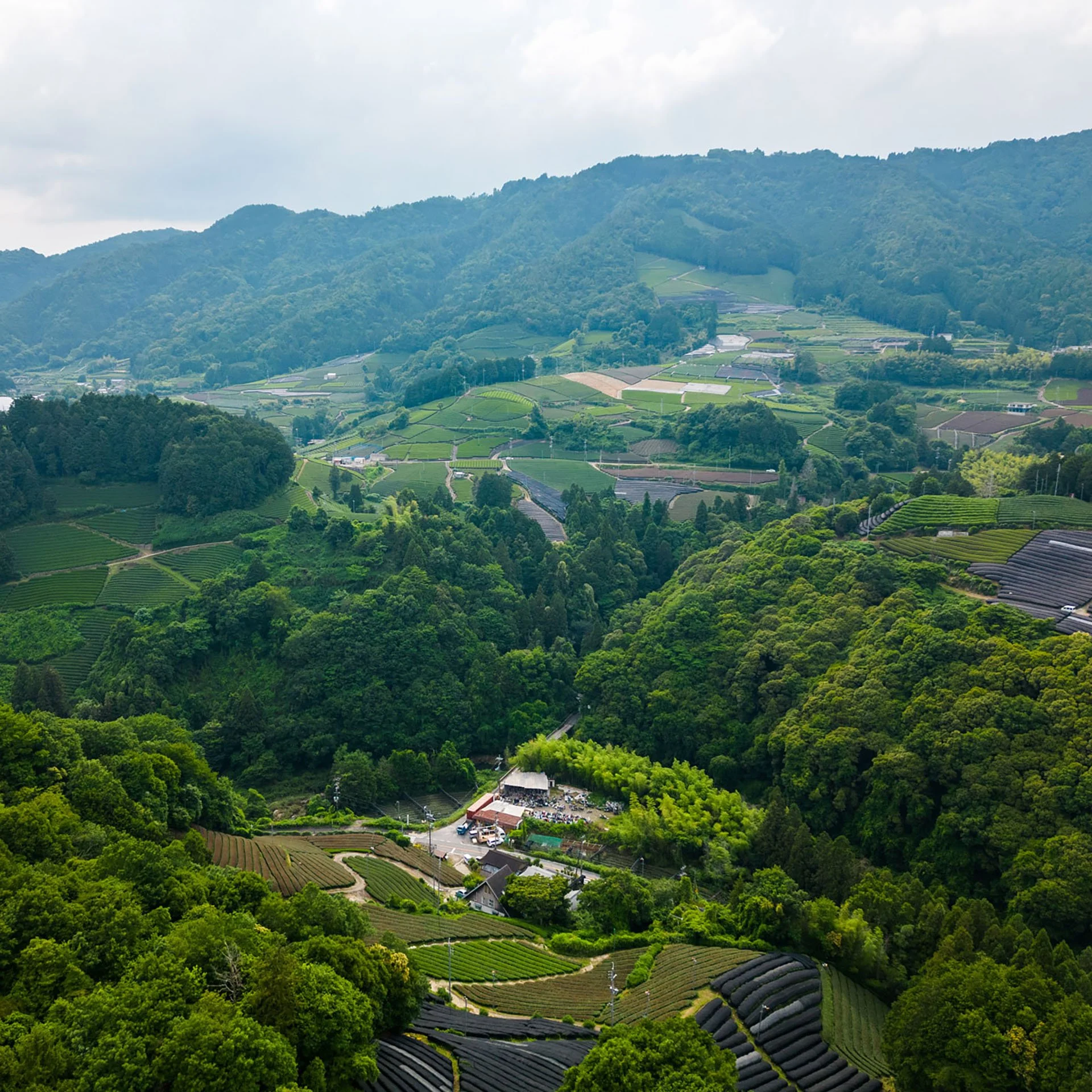 Shop Fresh-Ground Matcha & Tea — Ooika (覆い香)