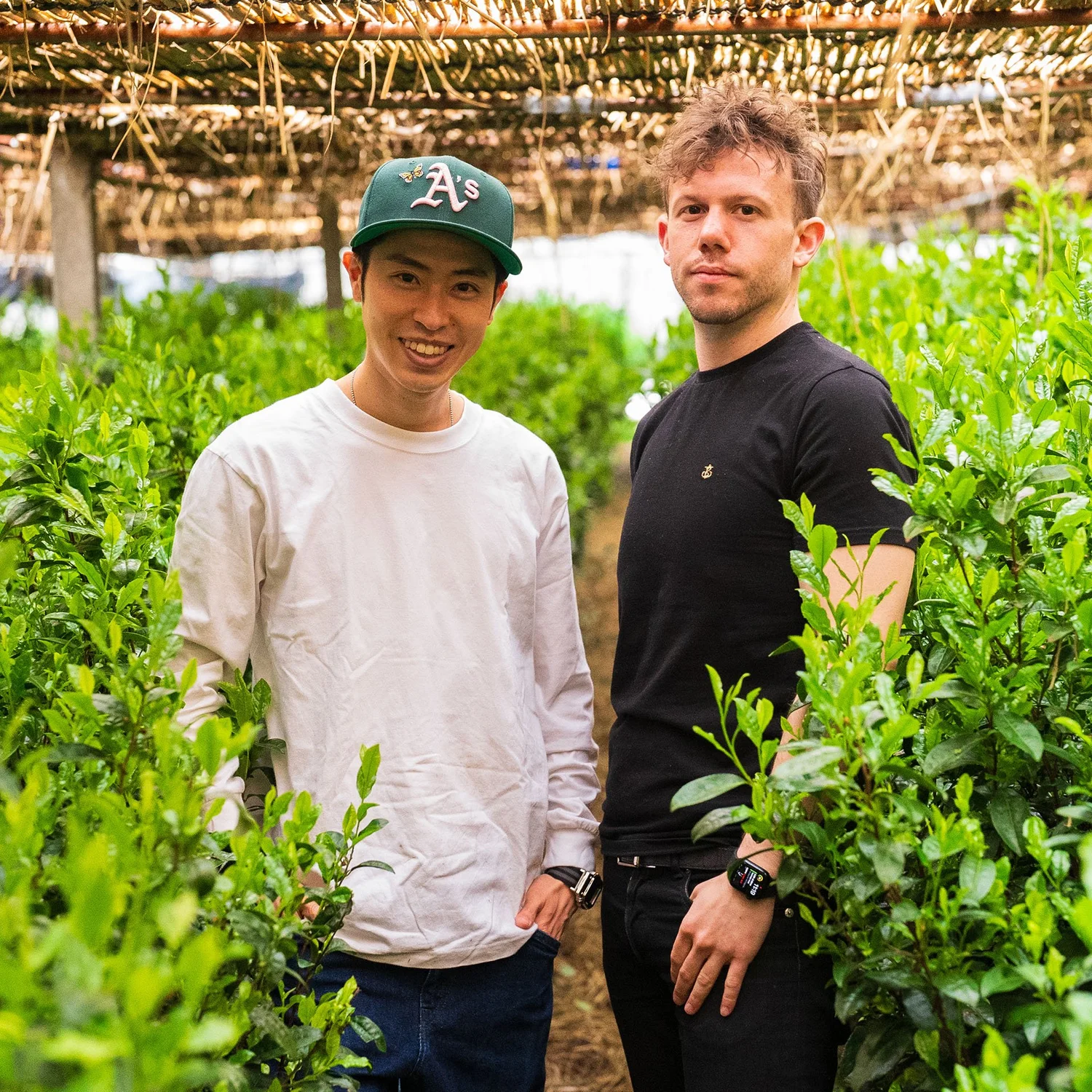 Shop Fresh-Ground Matcha & Tea — Ooika (覆い香)