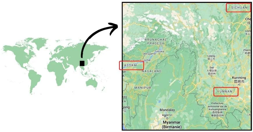 Who Invented Tea? — Ooika (覆い香)