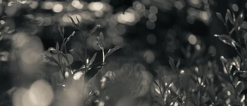 Ooika (覆い香) — Fresh Ground Matcha in the USA