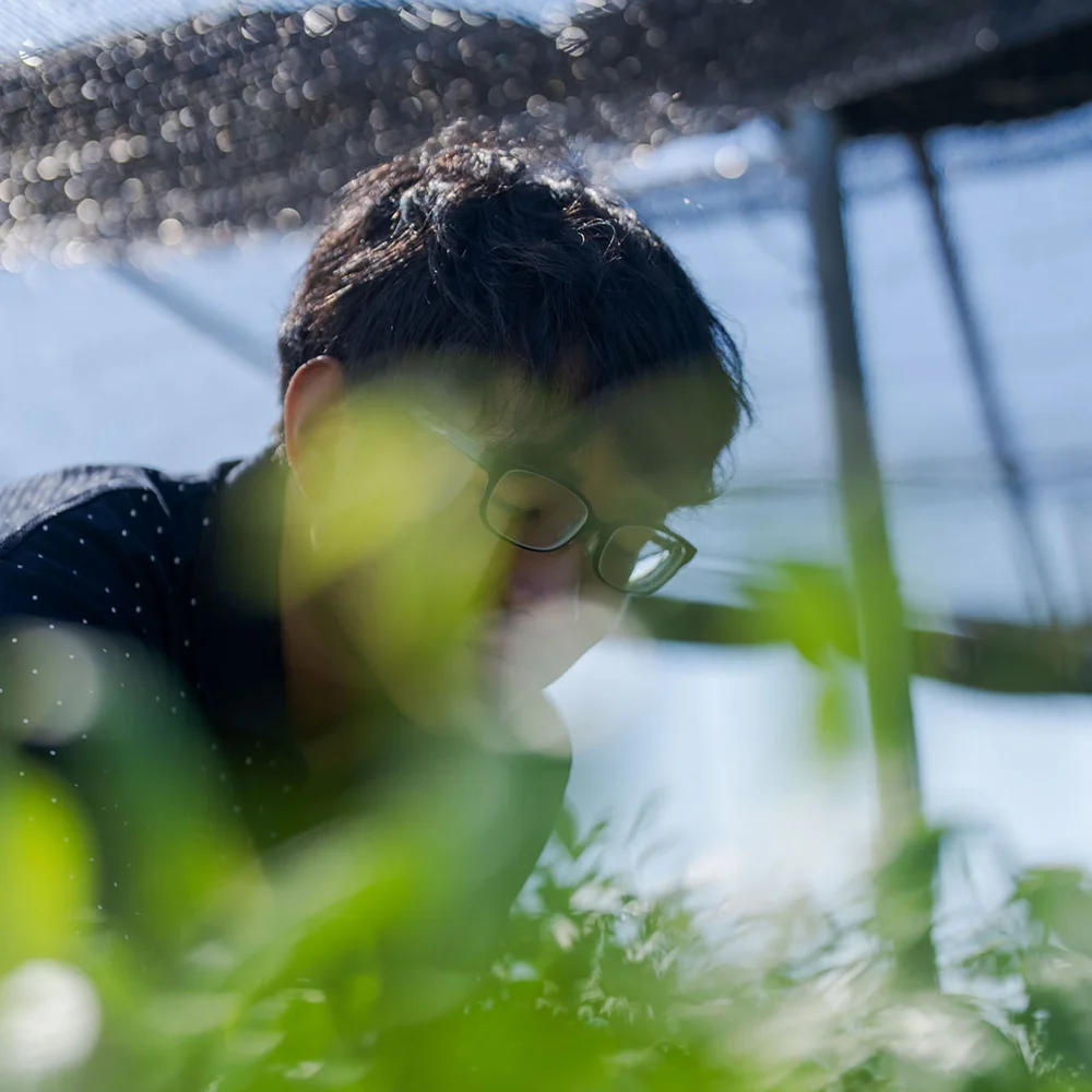 Shop Fresh-Ground Matcha & Tea — Ooika (覆い香)