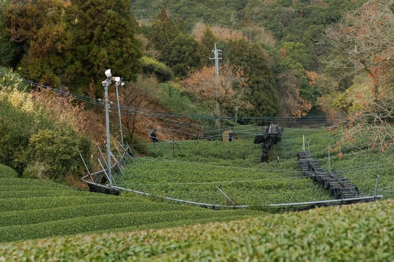 Matcha Mill Club - Fresh Ground Matcha — Ooika (覆い香)