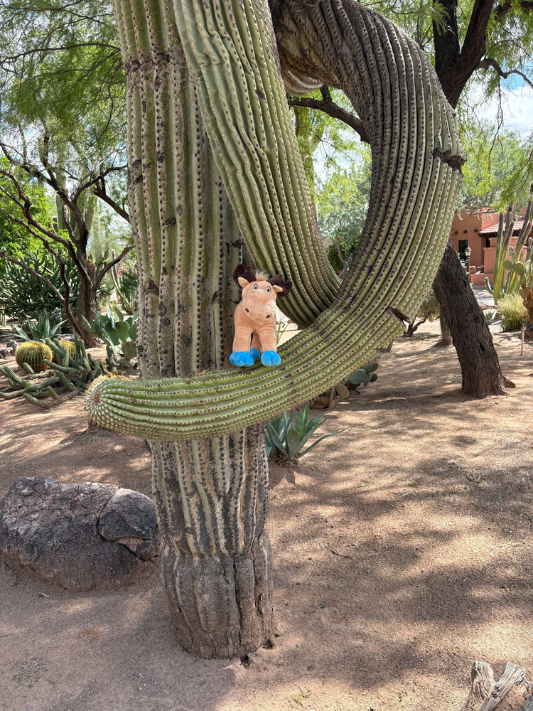 Gallery 3 — Marvelous Moosey Adventures