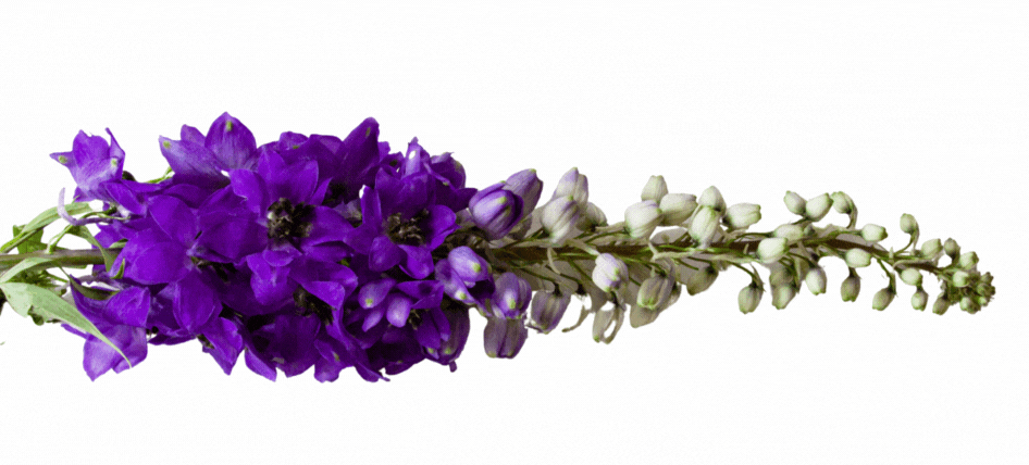 Vivaldi Flora -Celebrate the Seasons
