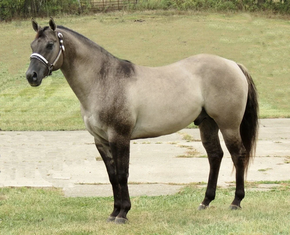 Dun Quarter Horse Stallion