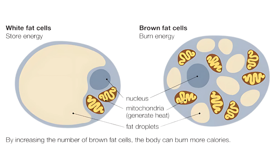 Brown Fat vs. White Fat: What It Means for Your Weight Loss — Marin ...