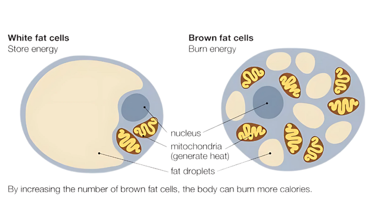 Brown Fat vs. White Fat: What It Means for Your Weight Loss — Marin ...