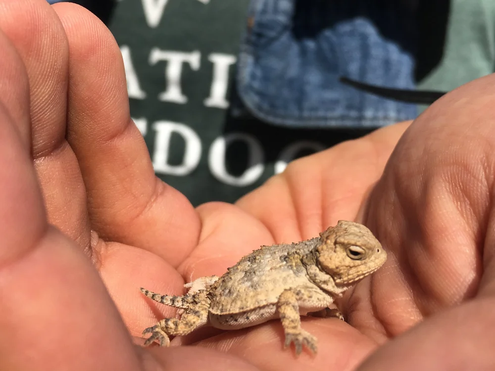 The greater short horned lizard — Dr. Earyn McGee