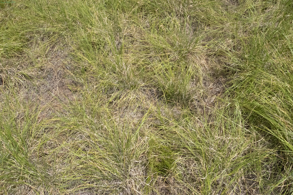 FindThatLizard Slevin's bunch grass lizard — Dr. Earyn McGee