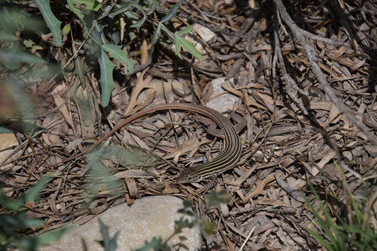 #FindThatLizard Common Whiptail Lizard — Dr. Earyn McGee