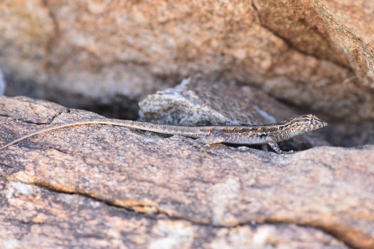 The Lizard Nose — Dr. Earyn McGee