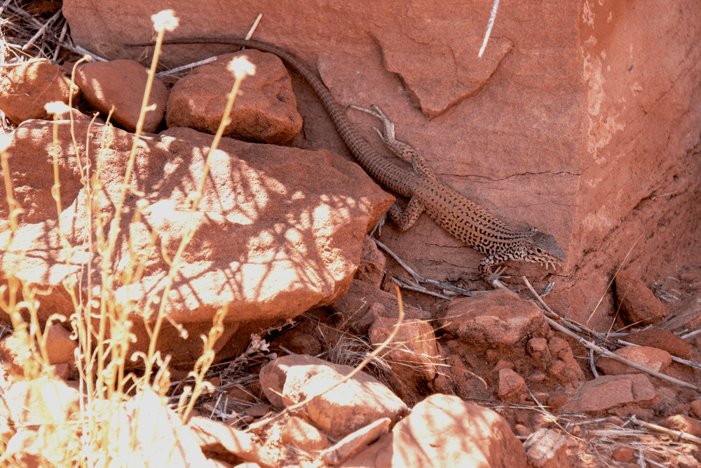 The Western Whiptail Lizard — Dr. Earyn McGee