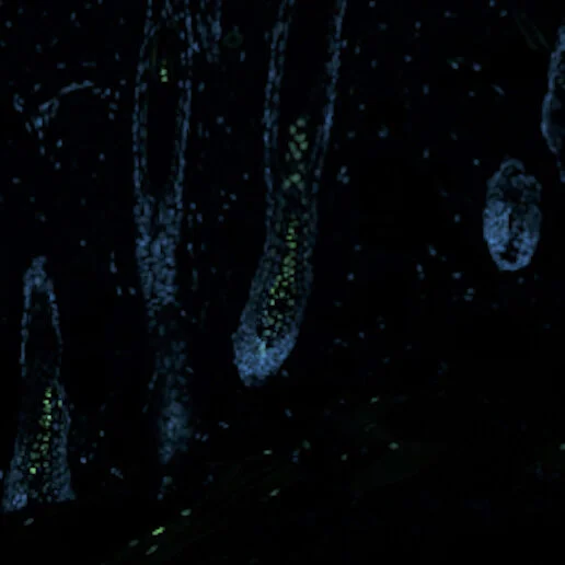 Intellectual Property — ARBOR LIFE LABS