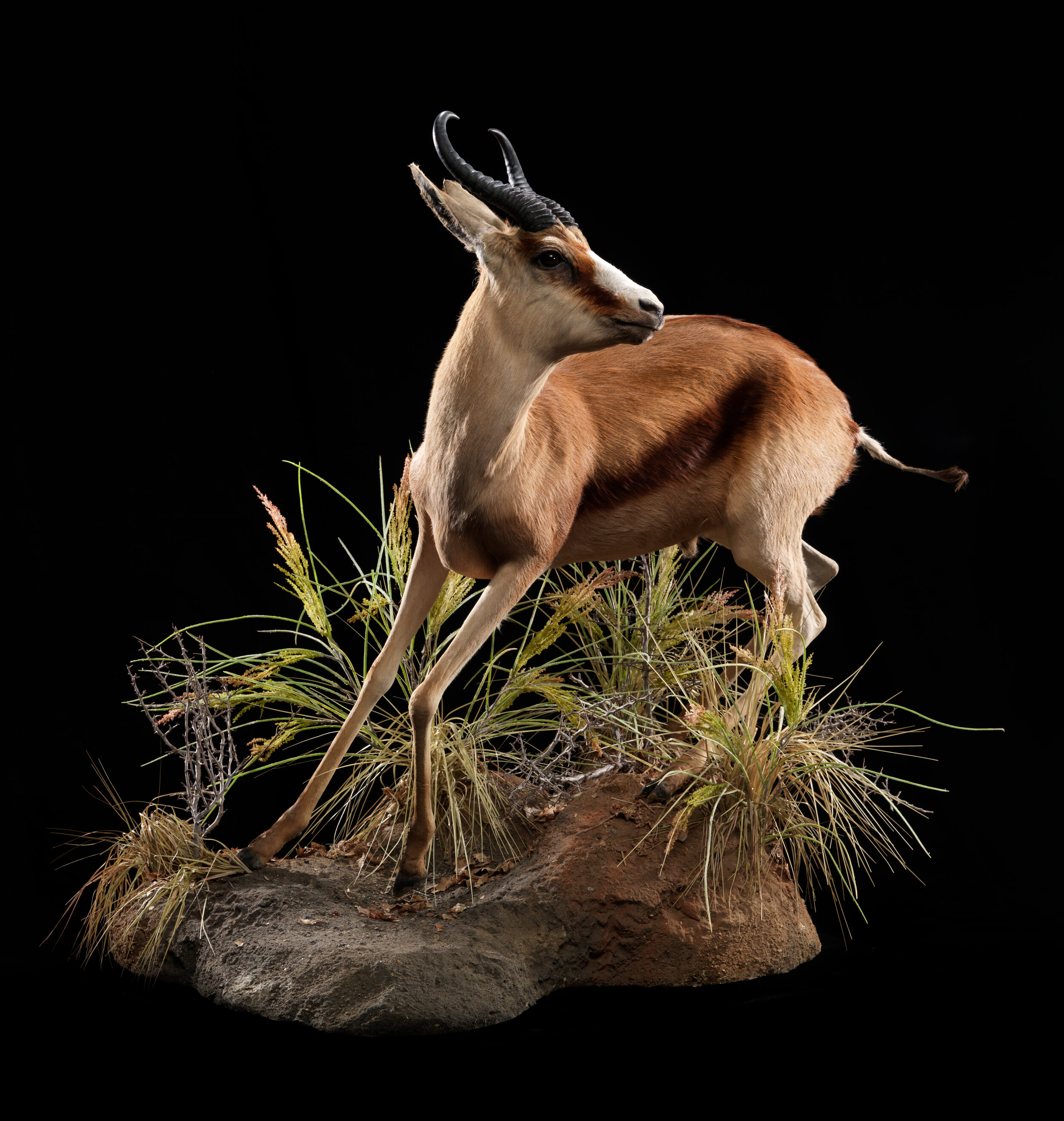 What Does Good Taxidermy Cost? — Animal Artistry
