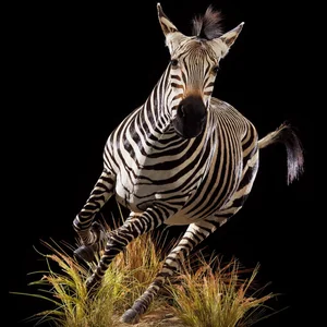Gallery | Africa — Animal Artistry