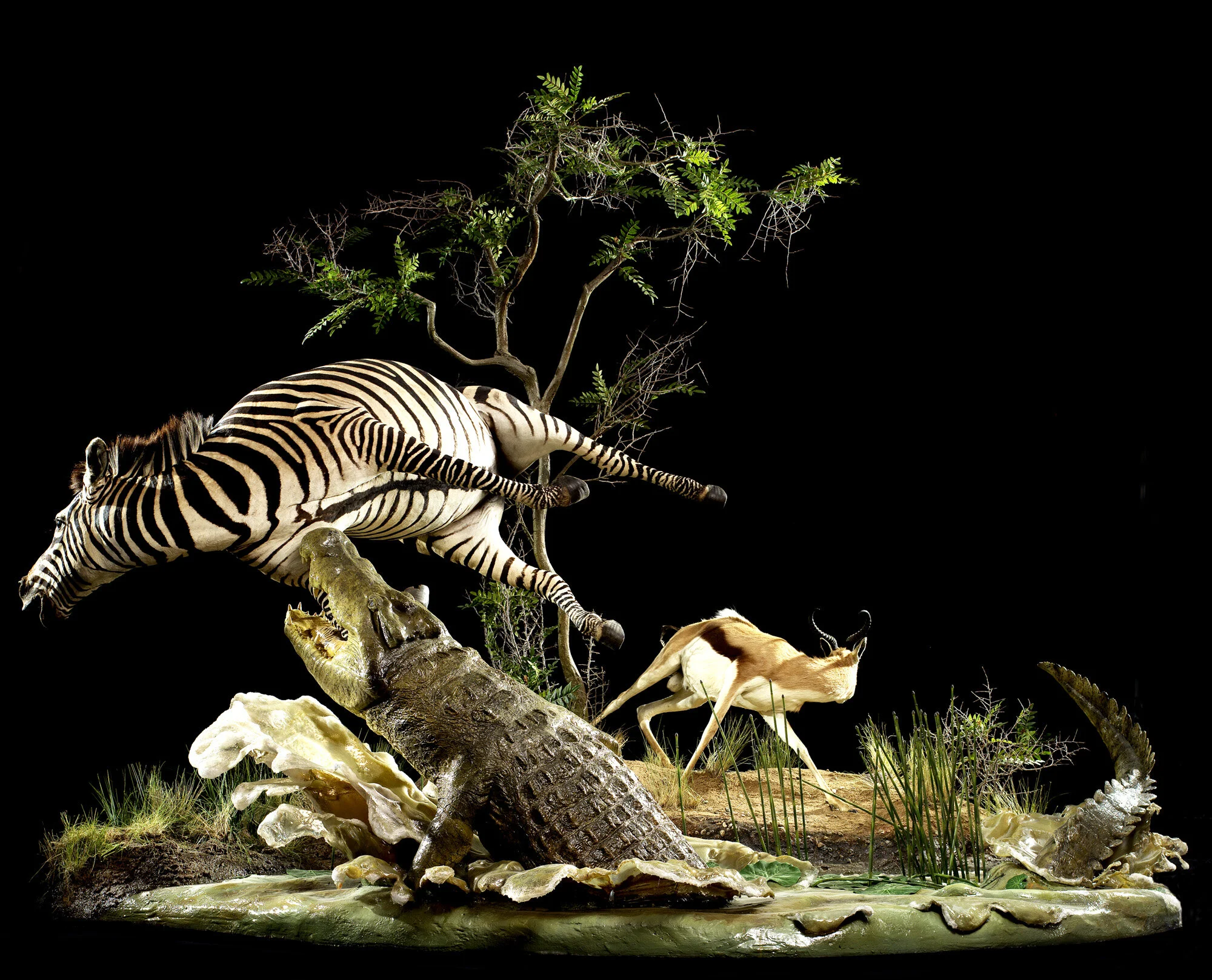 Gallery | Africa | Crocodile — Animal Artistry