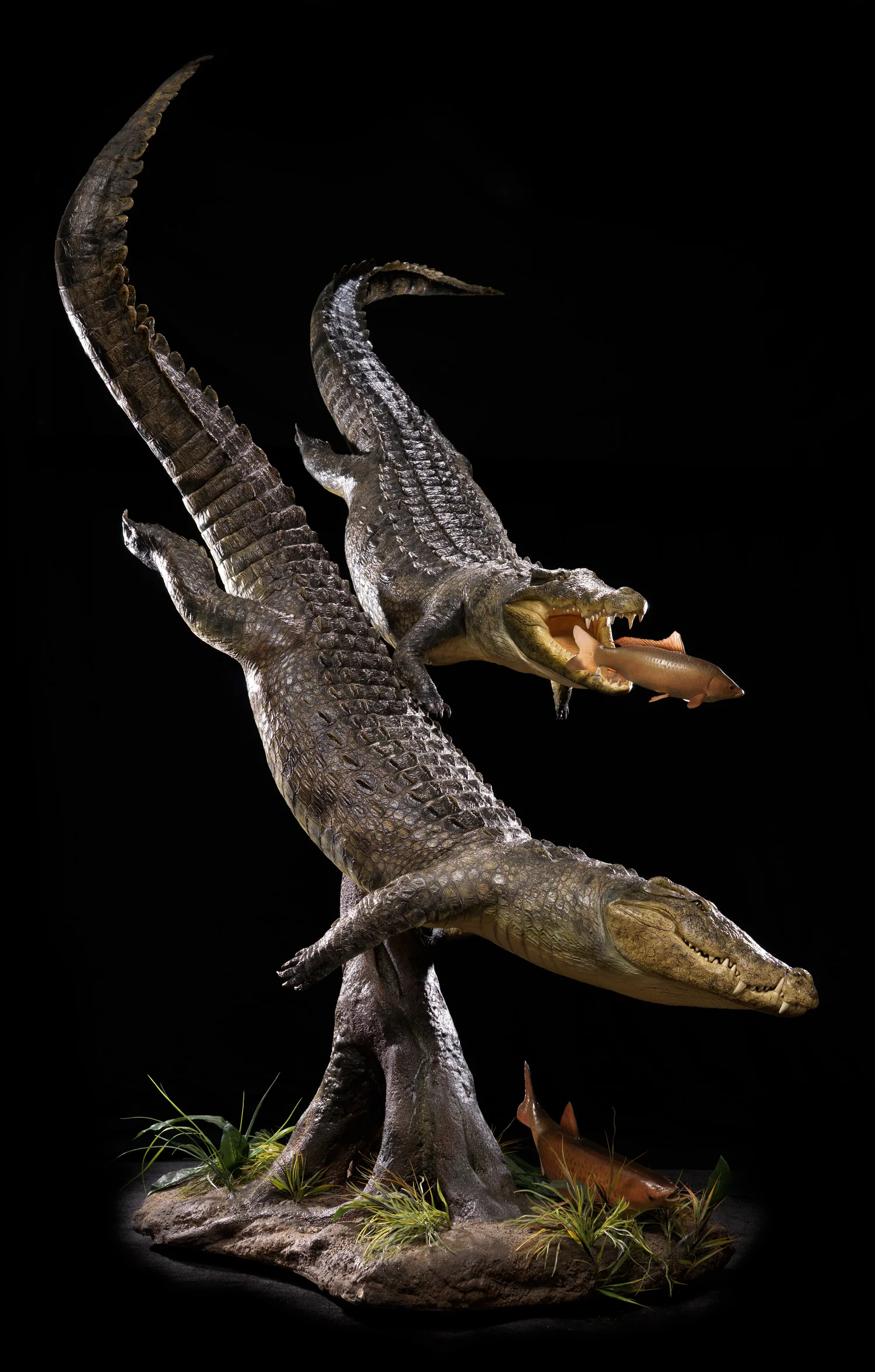 Gallery | Africa | Crocodile — Animal Artistry