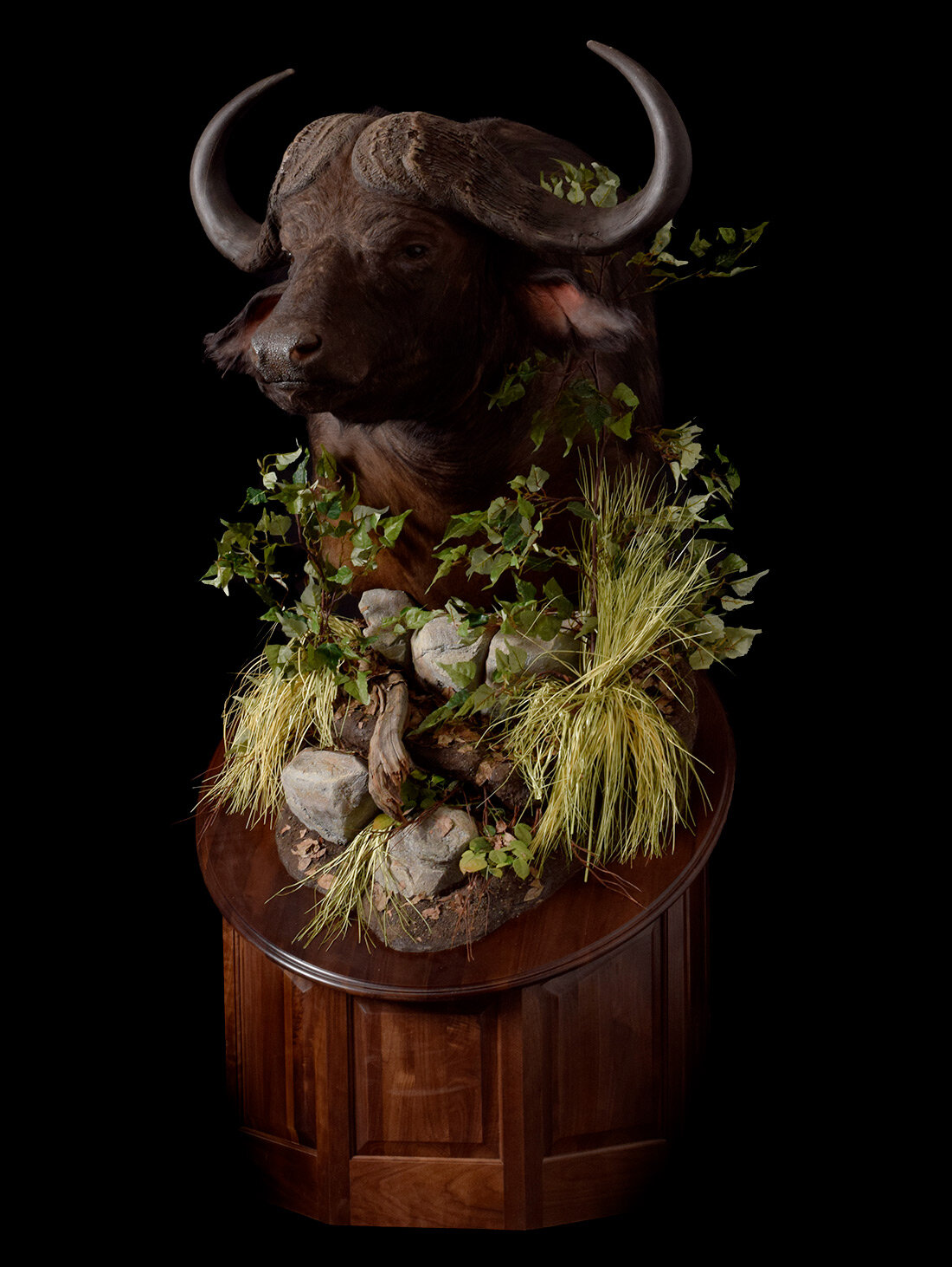 Gallery | Africa | Cape Buffalo — Animal Artistry