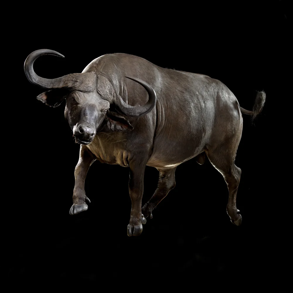 Gallery | Africa | Cape Buffalo — Animal Artistry